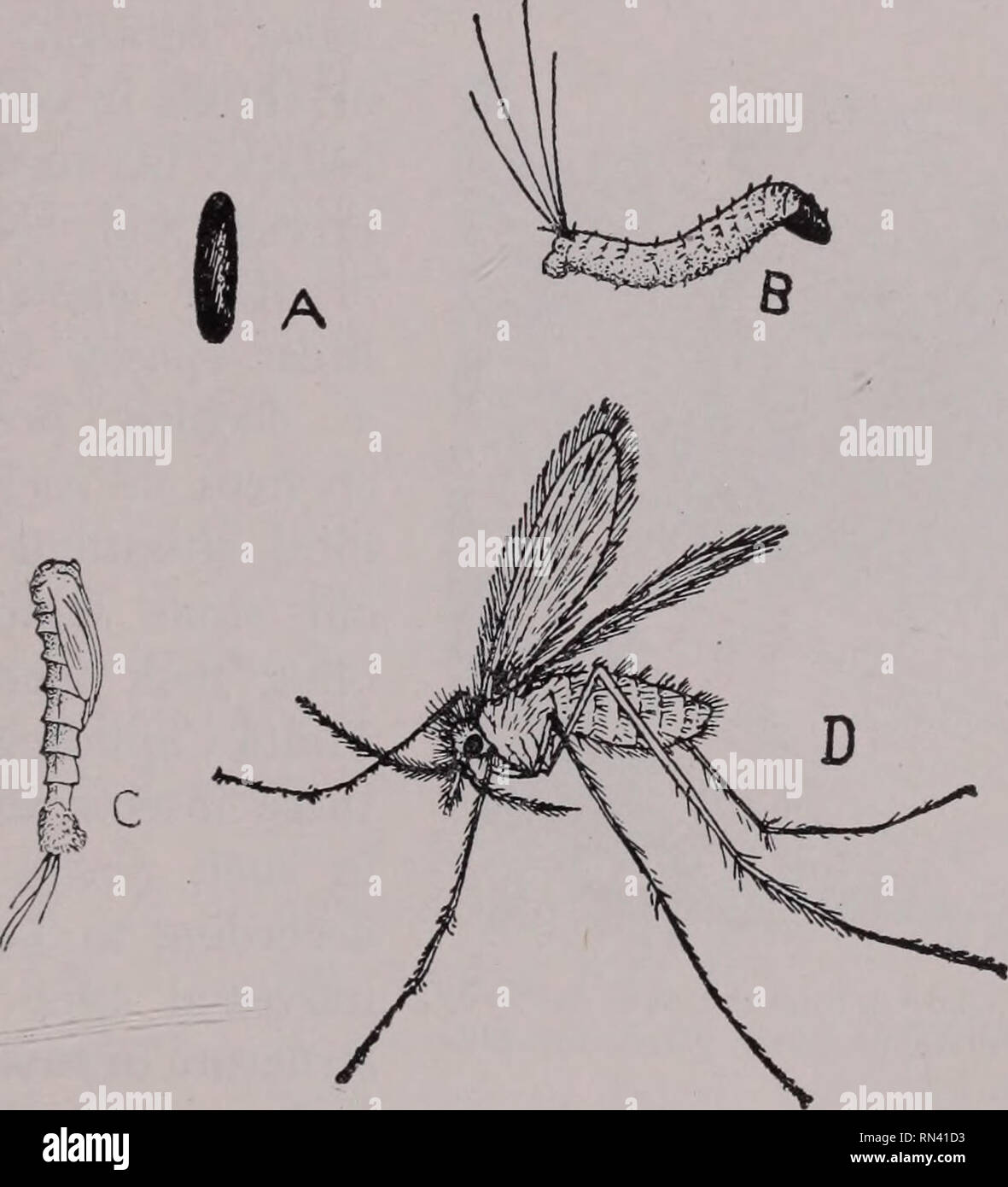 . Animal parasites and human disease. Insect Vectors; Parasites ...