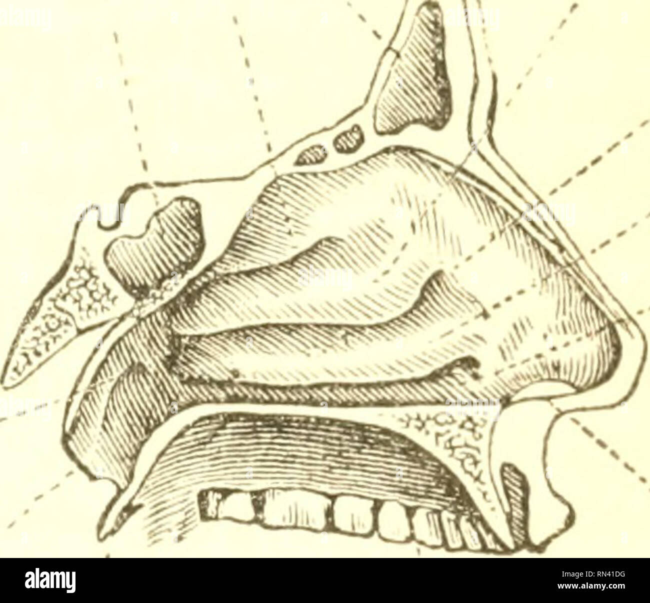 Odoriferous substances hi-res stock photography and images - Alamy