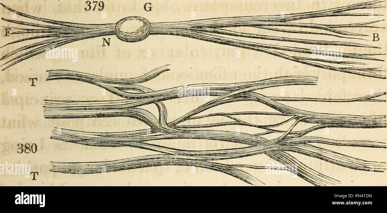 . Animal and vegetable physiology, considered with reference to natural ...