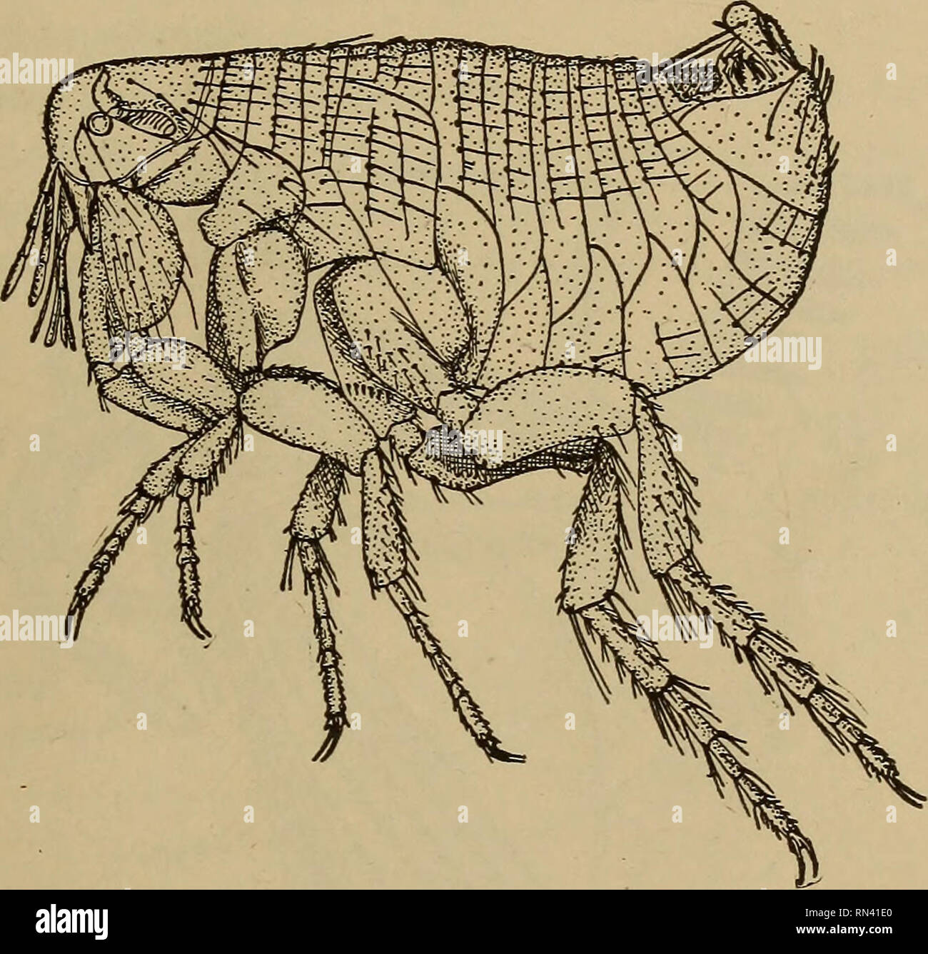 Xenopsylla cheopis hi-res stock photography and images - Alamy