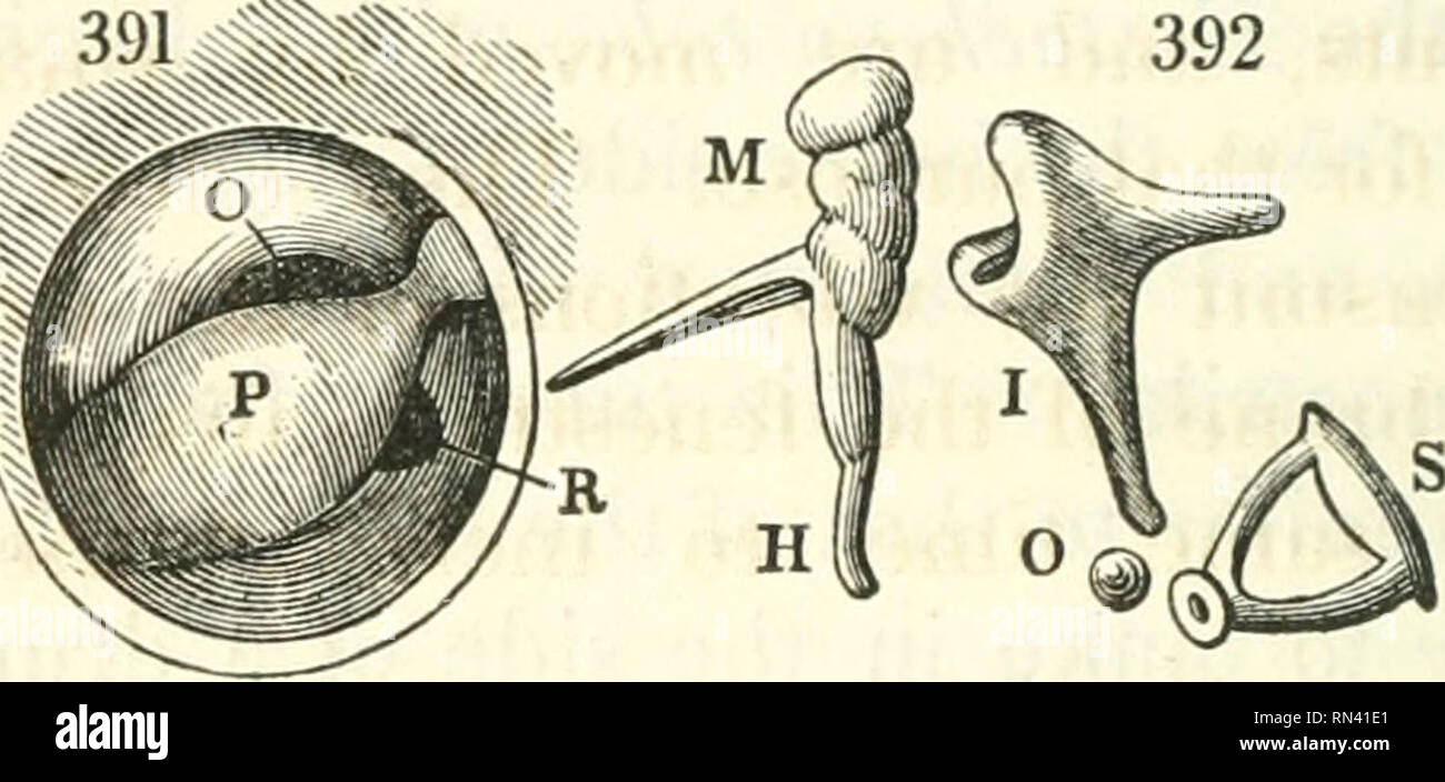 Mastoid air cells hi-res stock photography and images - Alamy