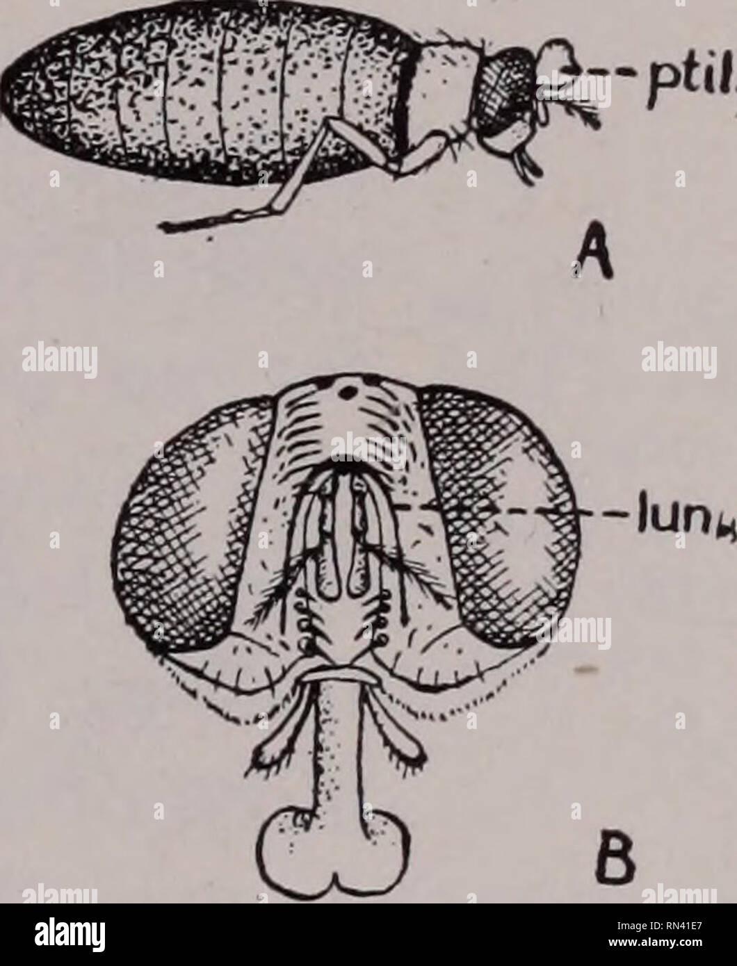 Types Of Parasites High Resolution Stock Photography and Images - Alamy