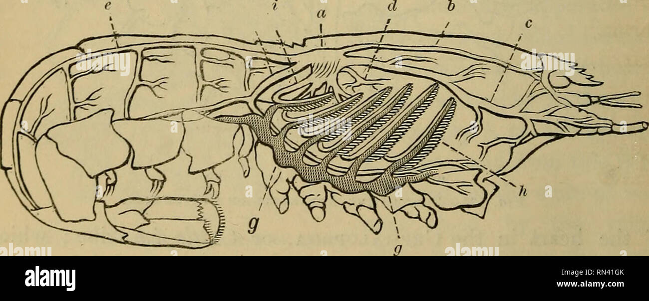 . Animal physiology. Physiology, Comparative; Physiology, Comparative ...