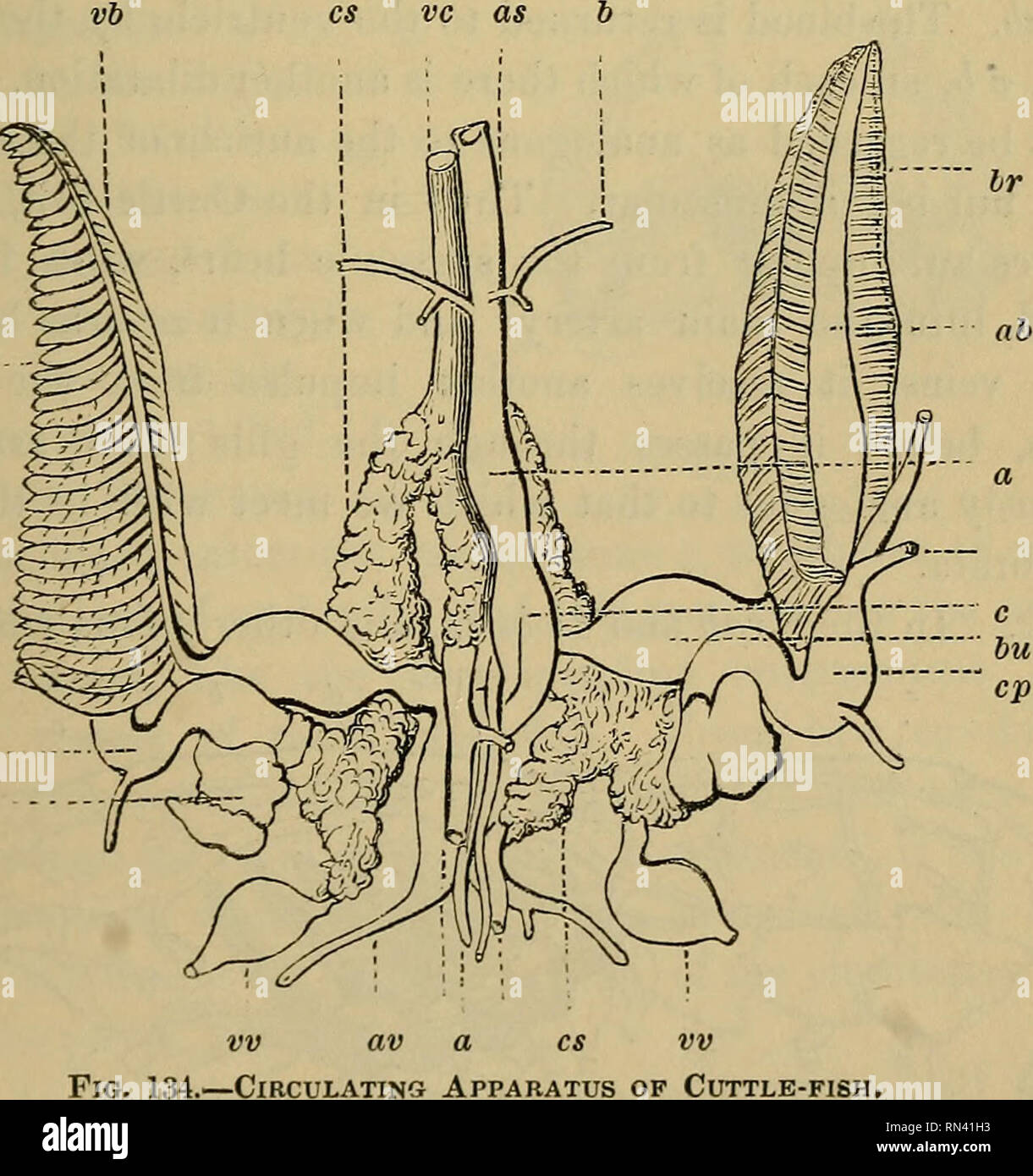 . Animal physiology. Physiology, Comparative; Physiology, Comparative ...