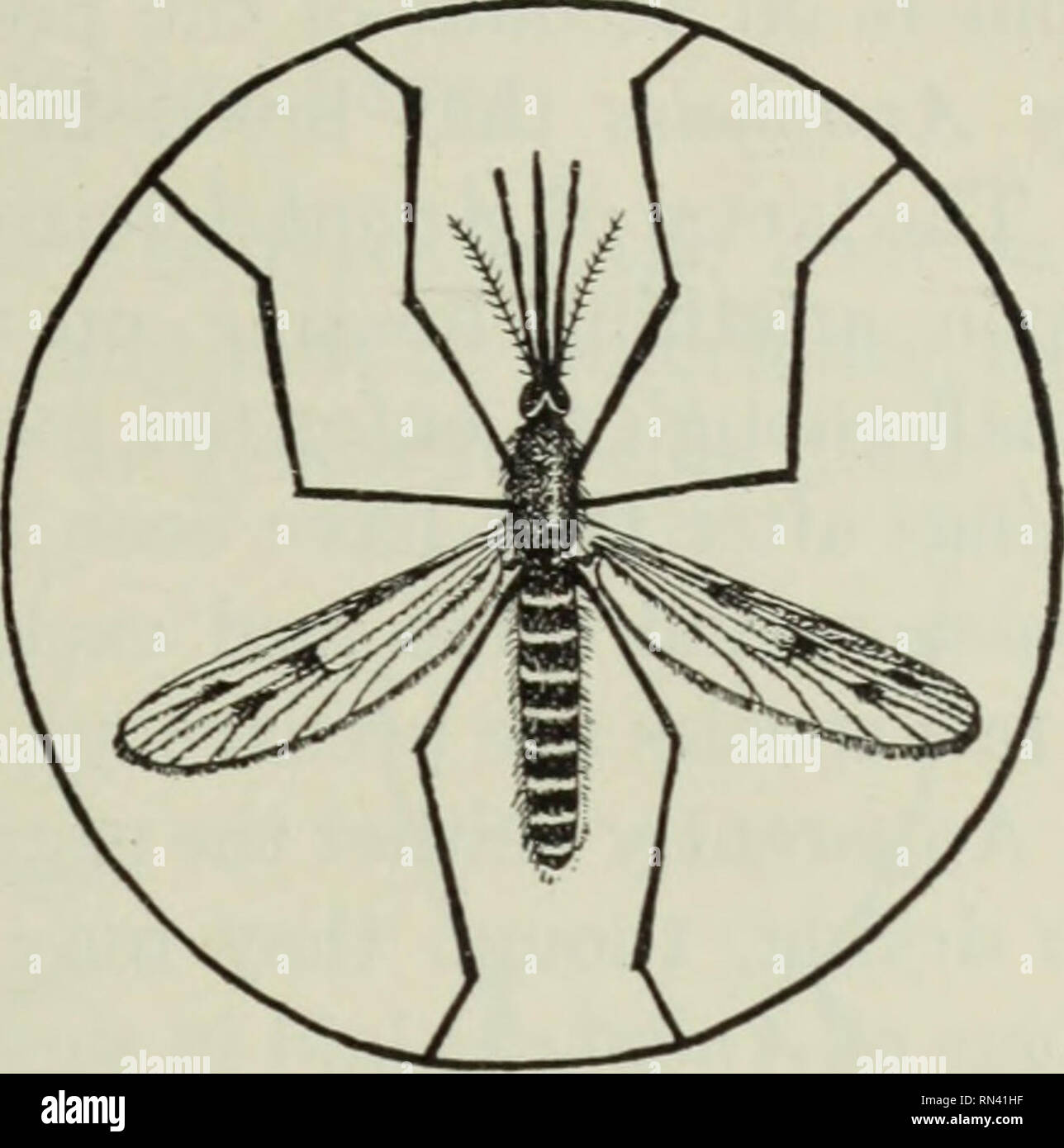 . Animal parasites and human disease. Parasites; Medical parasitology ...