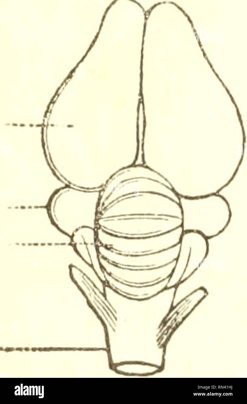 . Animal physiology. Physiology, Comparative. Fig. 193—Brain or Reptile ...