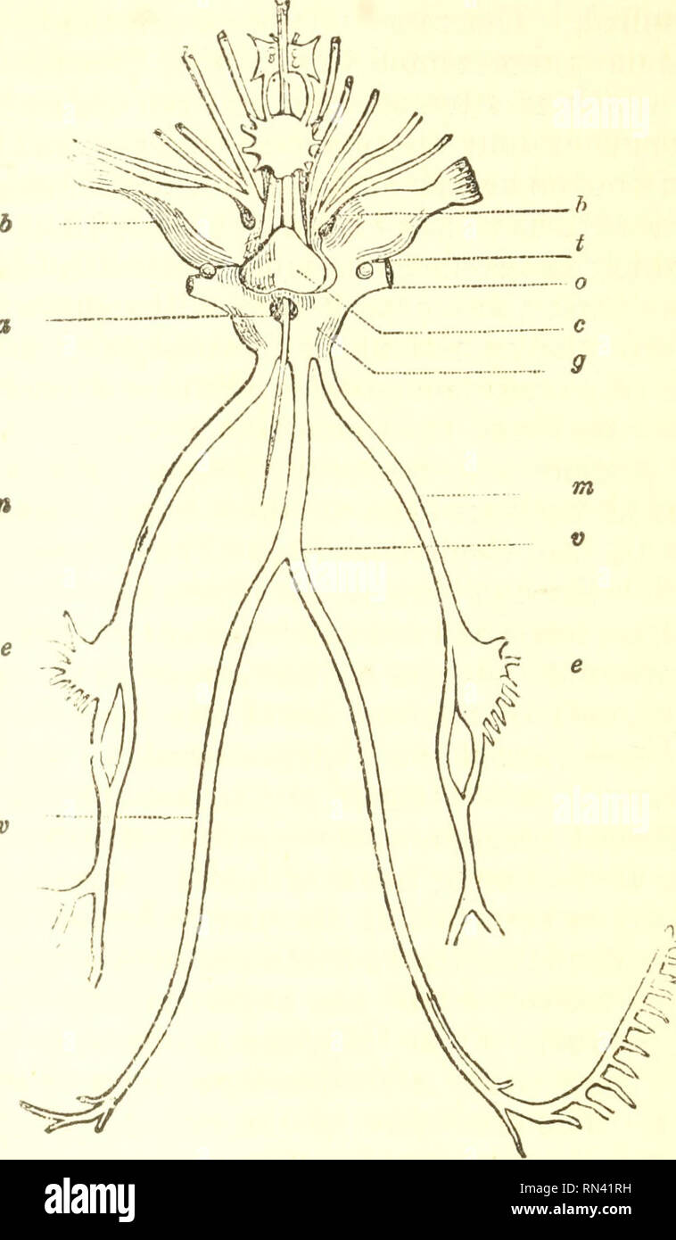 Octopus Nervous System