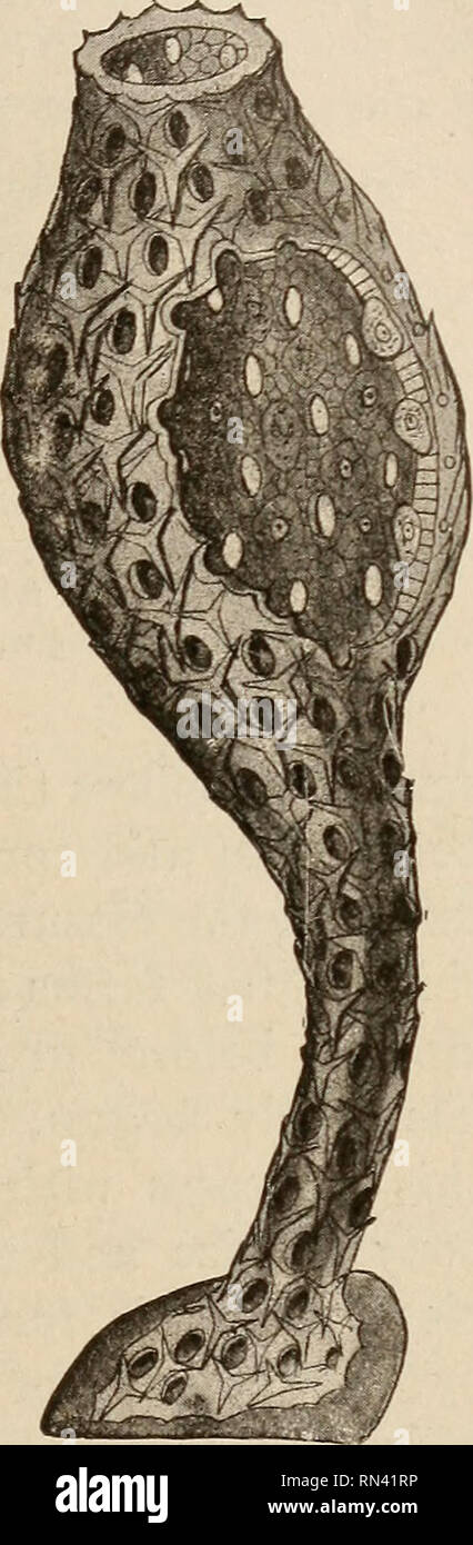 Animal cells under the microscope hi-res stock photography and images ...