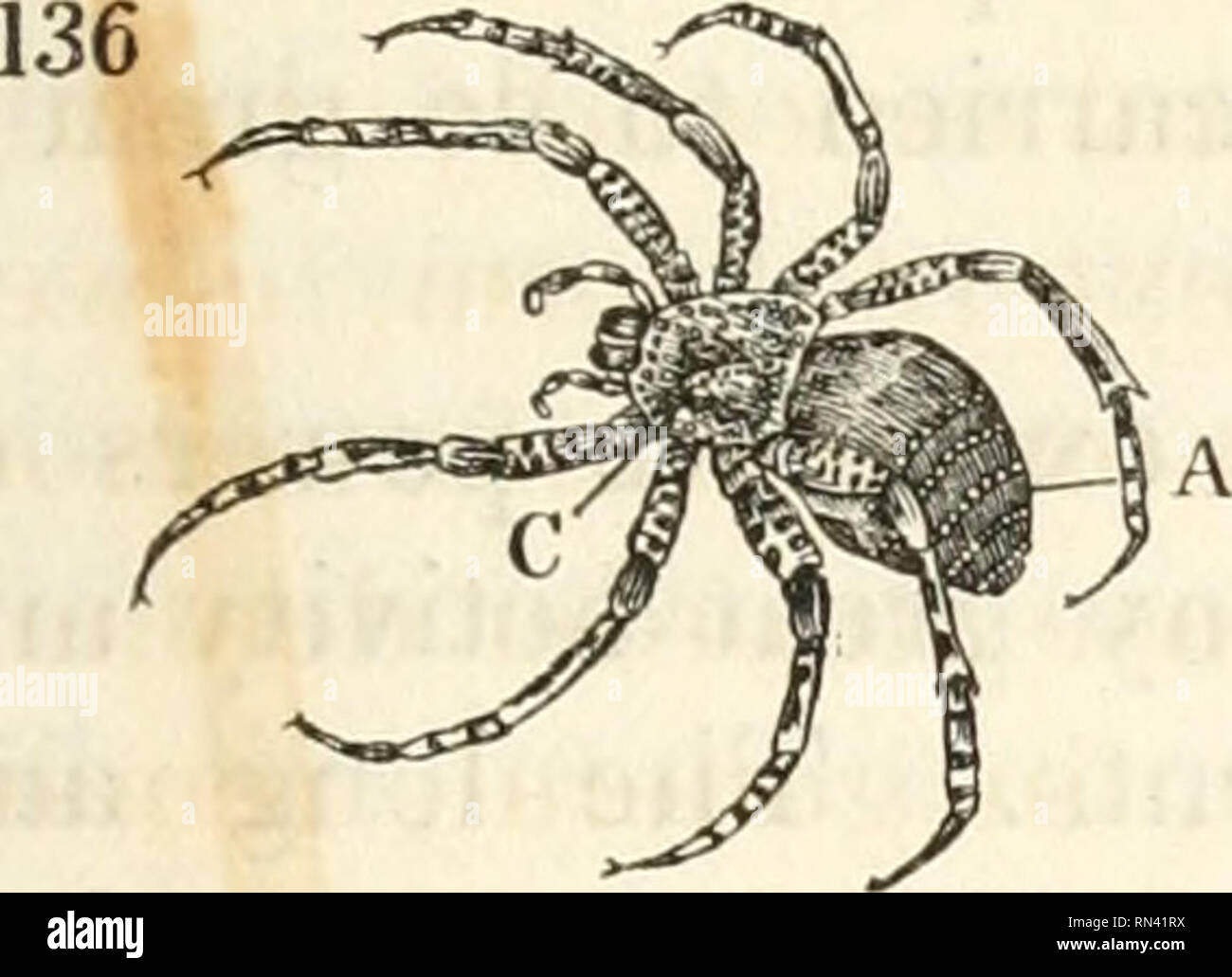 . Animal and vegetable physiology considered with reference to natural ...