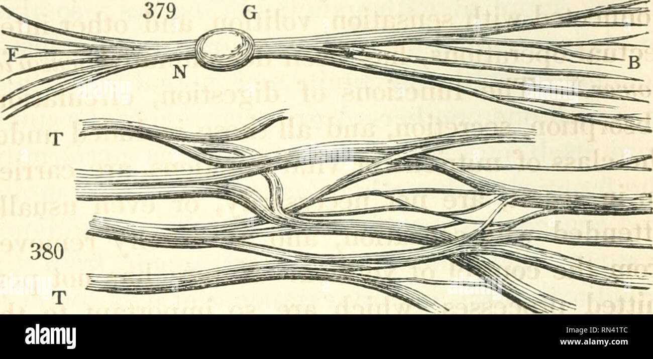 . Animal and vegetable physiology considered with reference to natural ...