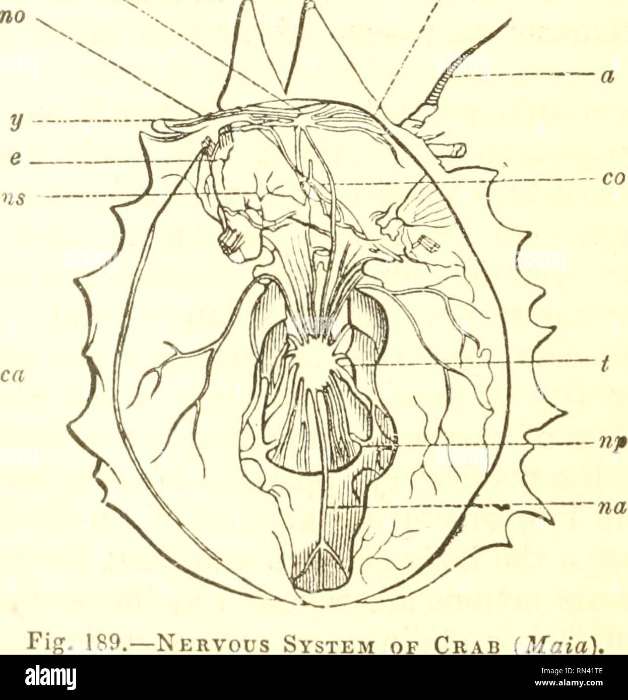 . Animal physiology. Physiology, Comparative. Fig.lSS.—Portion OF THE ...