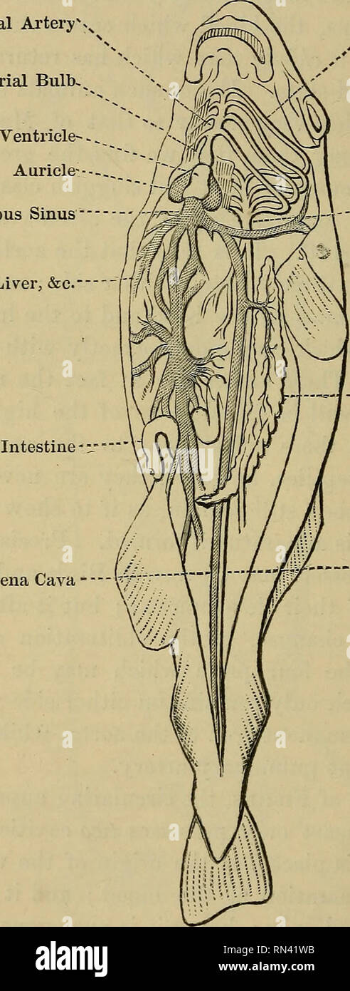 . Animal physiology. Physiology, Comparative; Physiology, Comparative ...