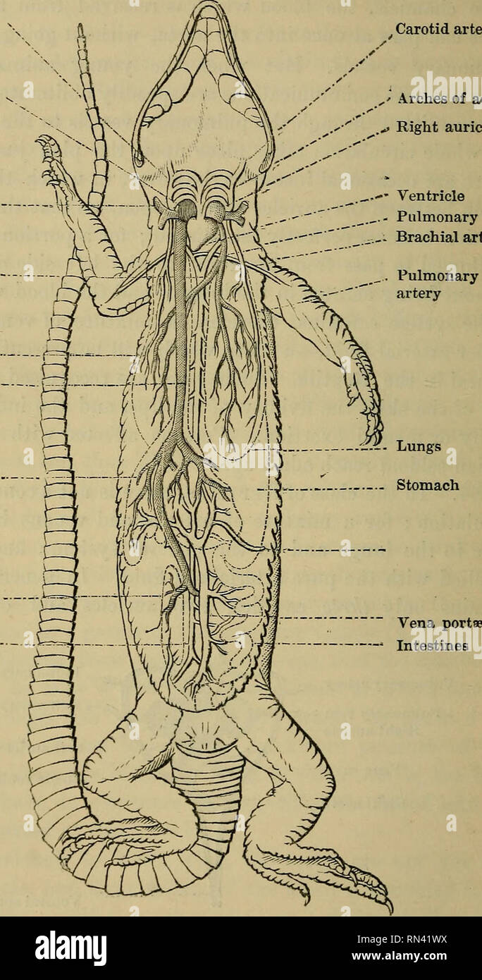 . Animal physiology. Physiology, Comparative; Physiology, Comparative ...