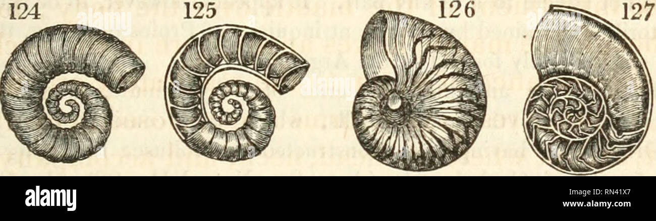 Spirula spirula shell hi-res stock photography and images - Alamy