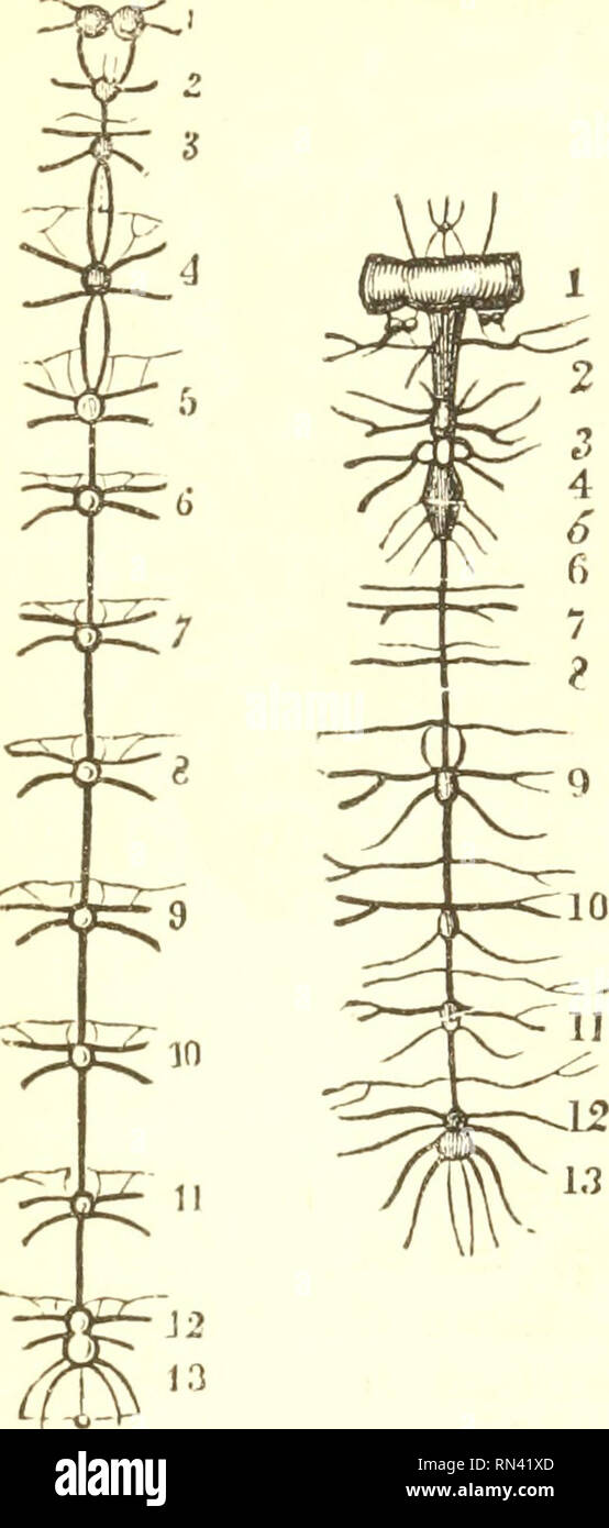 . Animal physiology. Physiology, Comparative. 356 NERVOUS SYSTEM OF ...
