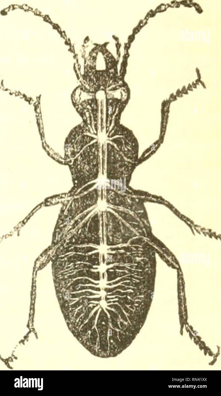 . Animal physiology. Physiology, Comparative. NERVOUS SYSTEM OF ...