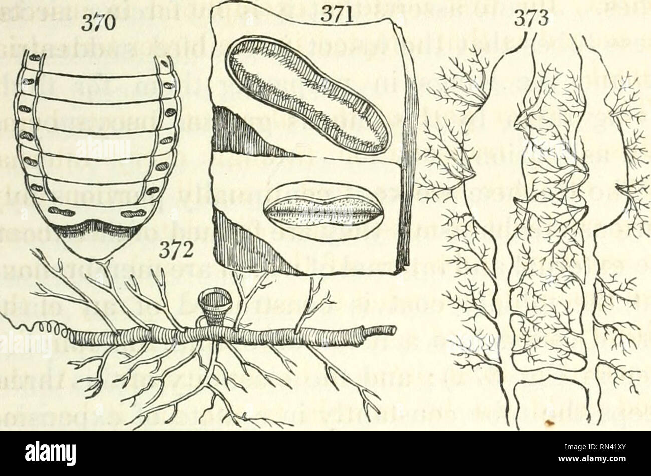 Spiracles caterpillar hi-res stock photography and images - Alamy