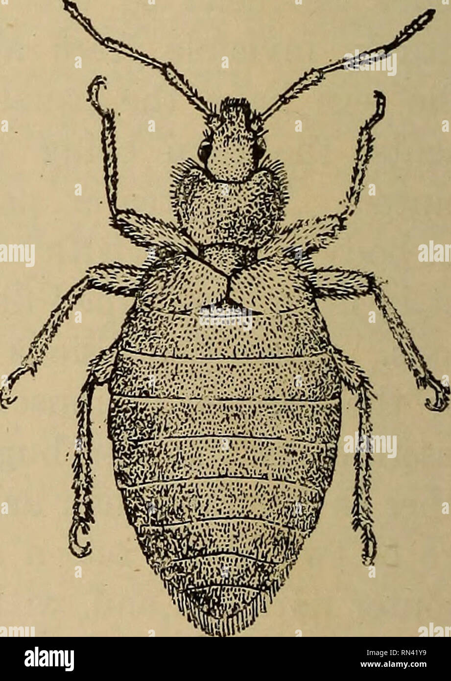 Bugs have stink glands hi-res stock photography and images - Alamy