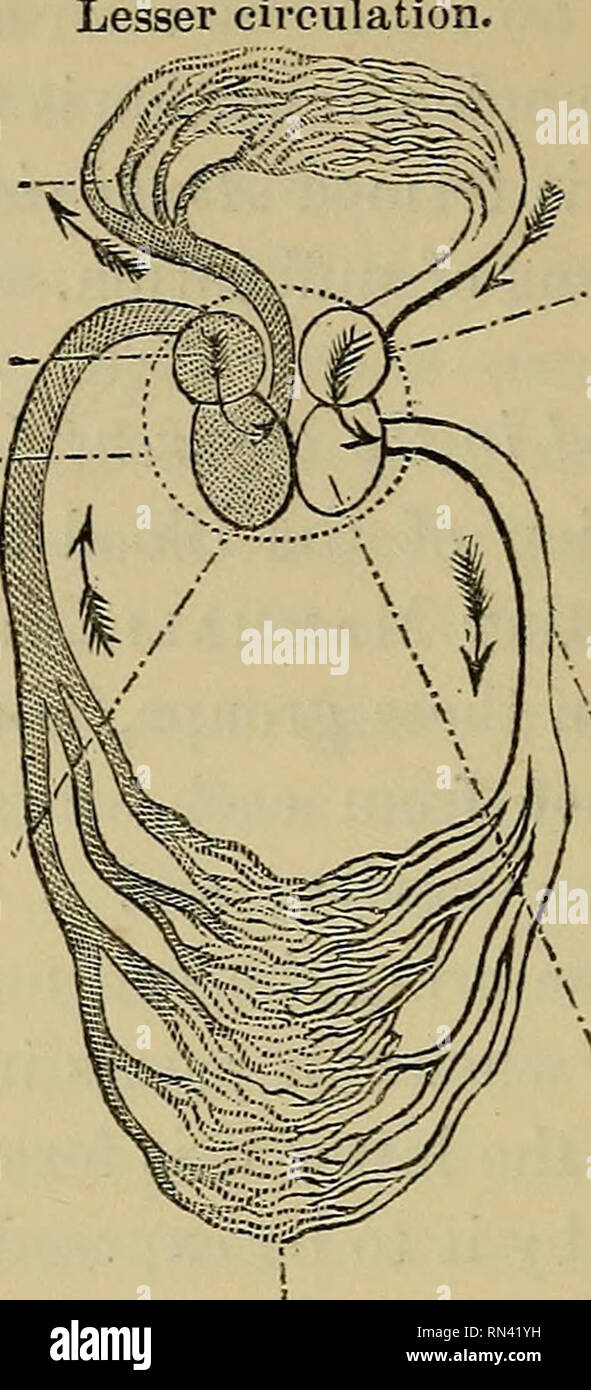 . Animal physiology. Physiology, Comparative; Physiology, Comparative ...