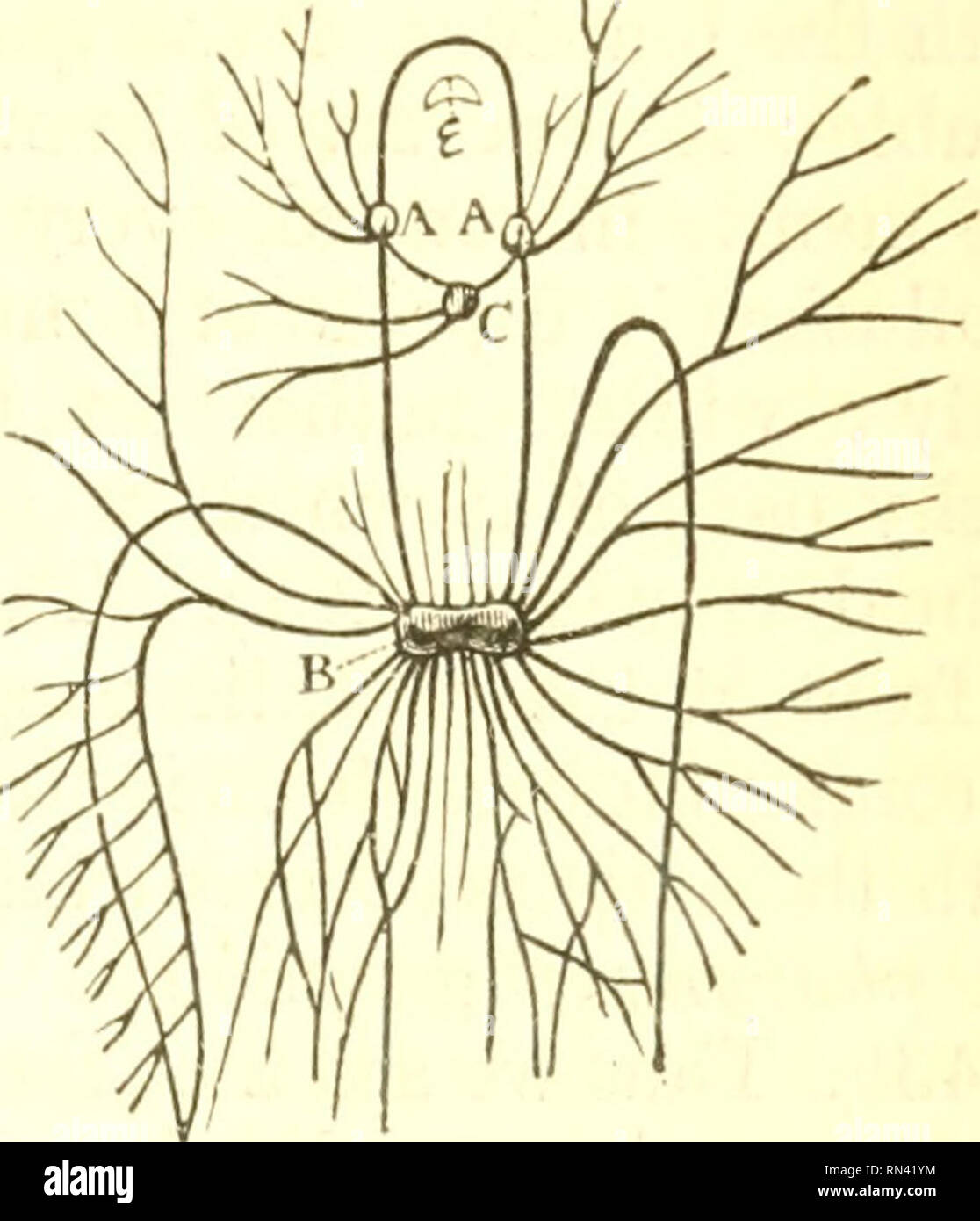 Cephalic position hi-res stock photography and images - Alamy