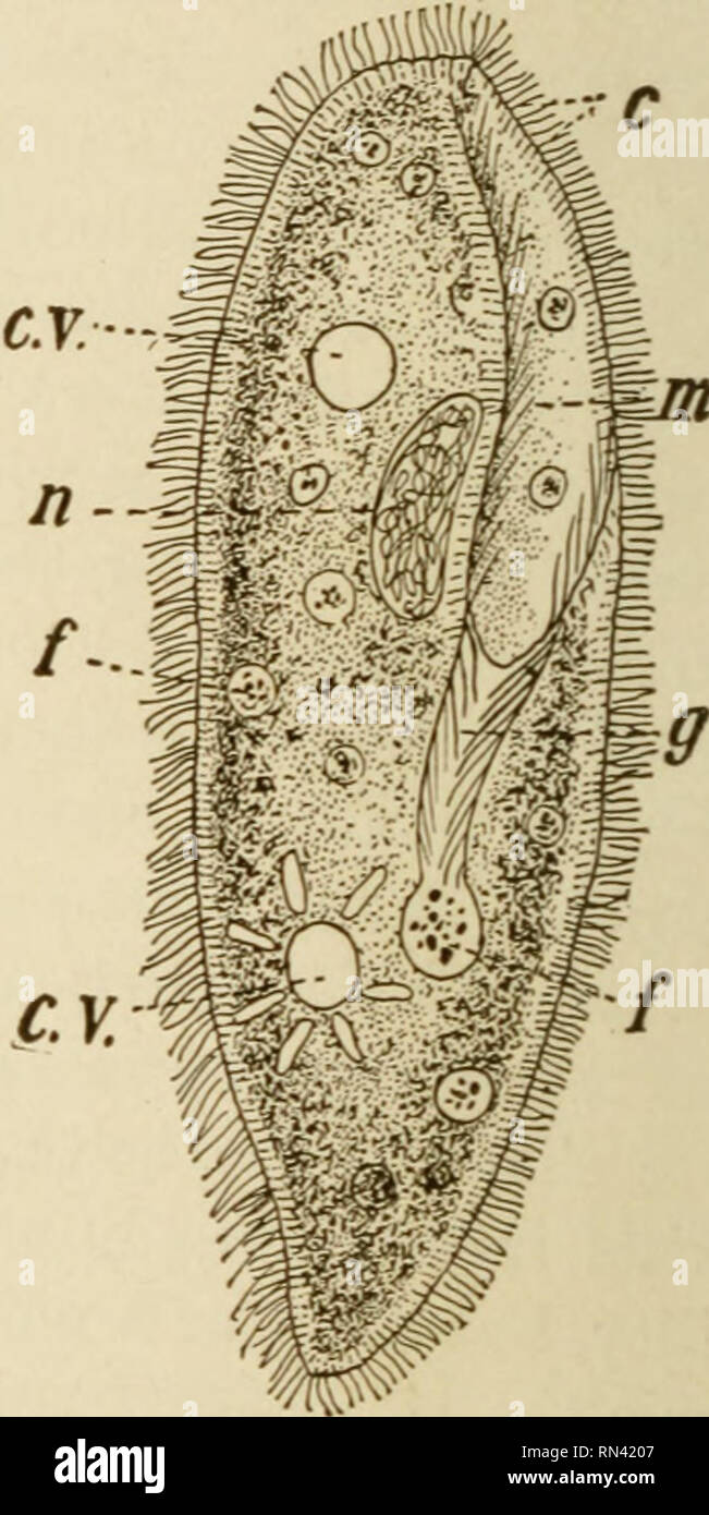 Flagellate Diagram
