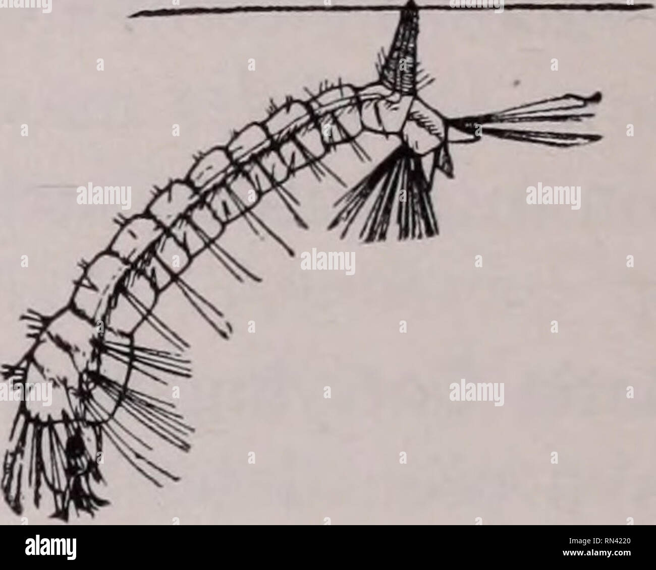 Breathing siphon hi-res stock photography and images - Alamy