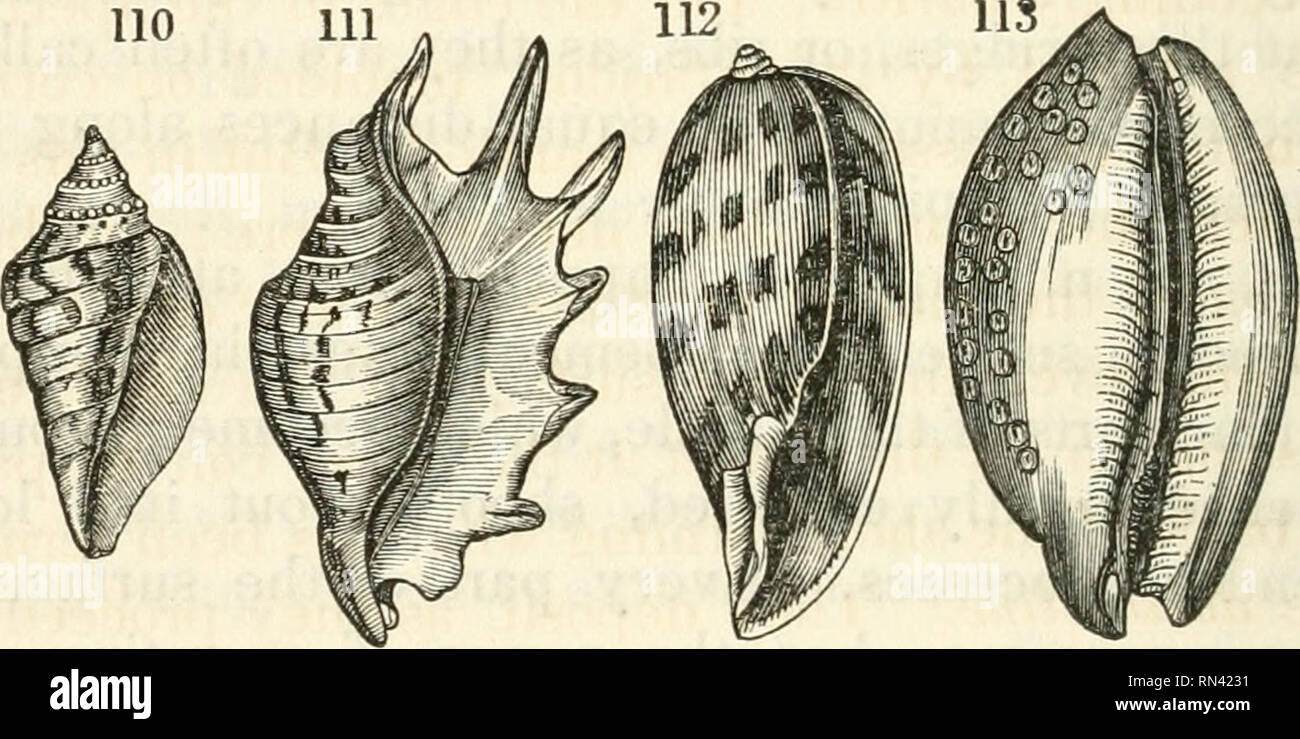 . Animal and vegetable physiology considered with reference to natural ...