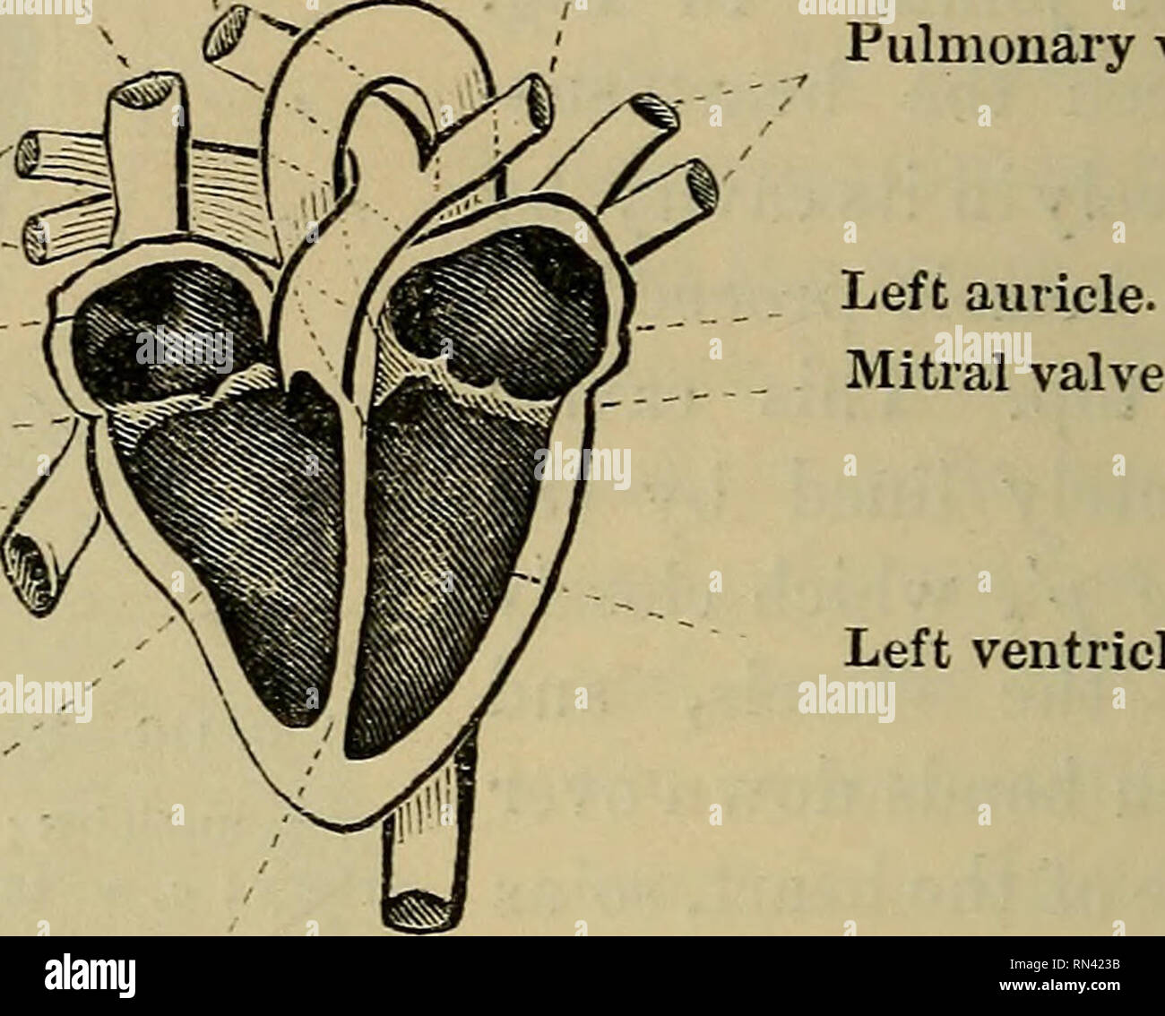 . Animal physiology. Physiology, Comparative; Physiology, Comparative ...