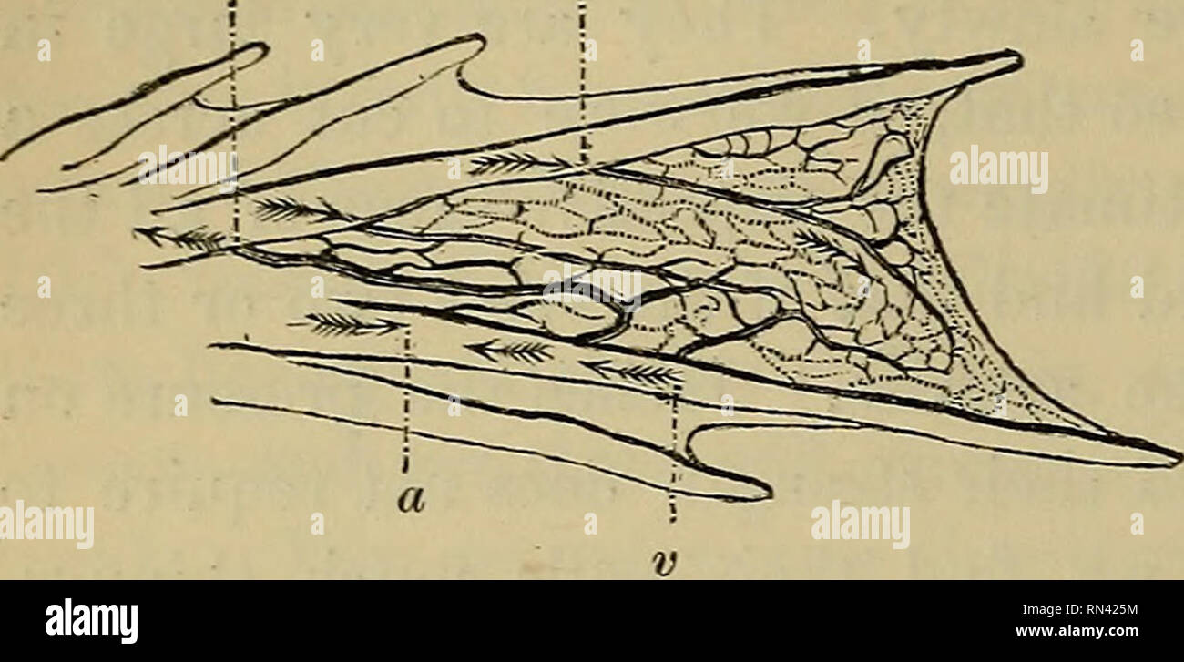 Veins Arteries Foot High Resolution Stock Photography and Images - Alamy