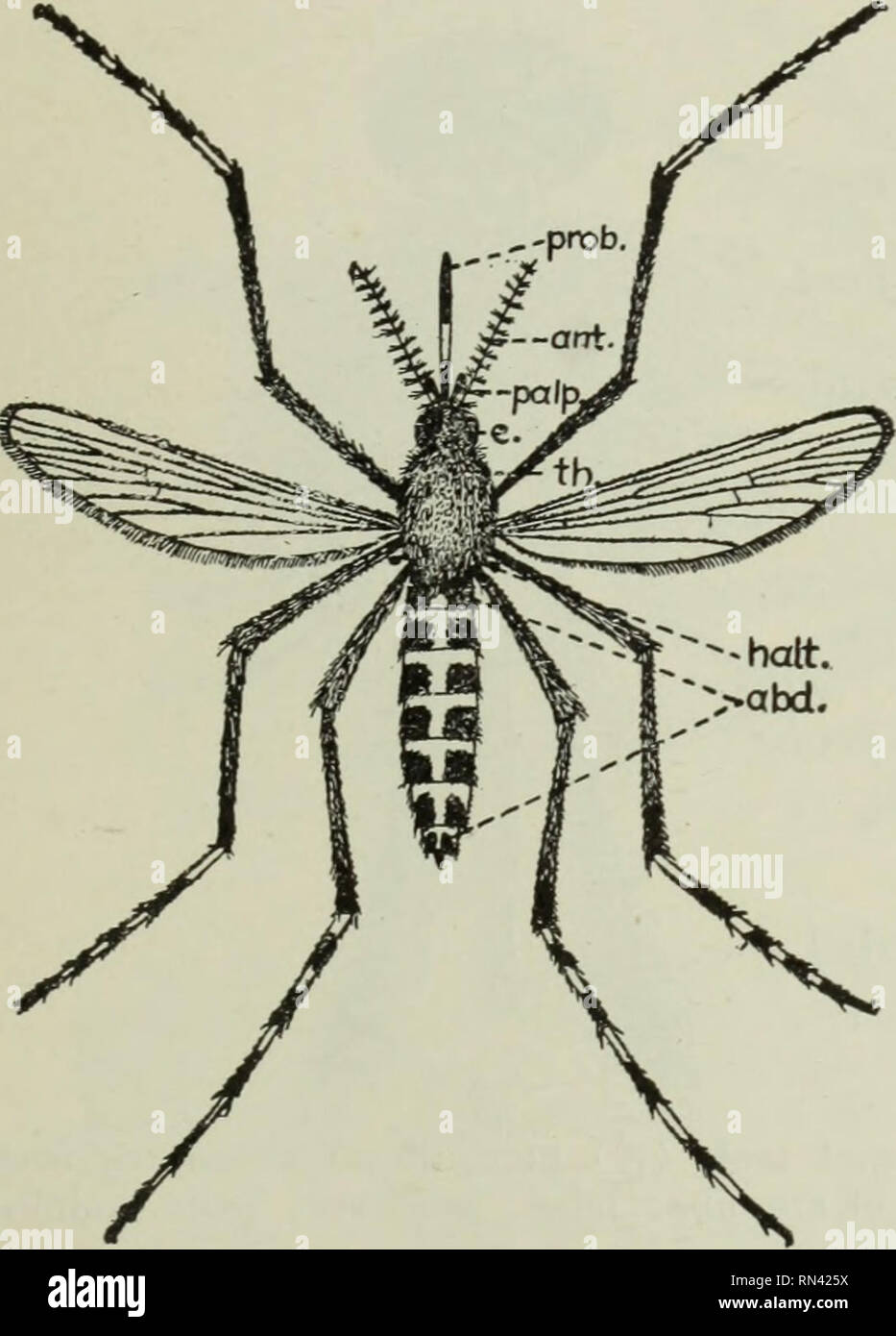 . Animal parasites and human disease. Parasites; Medical parasitology ...