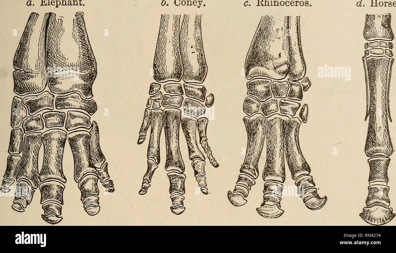 Elephant morphology hi-res stock photography and images - Alamy