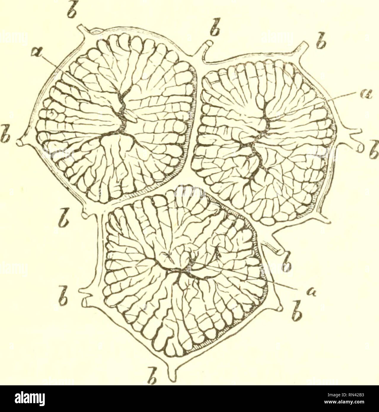 . Animal physiology. Physiology, Comparative. STRUCTURE OF THE LIVER ...