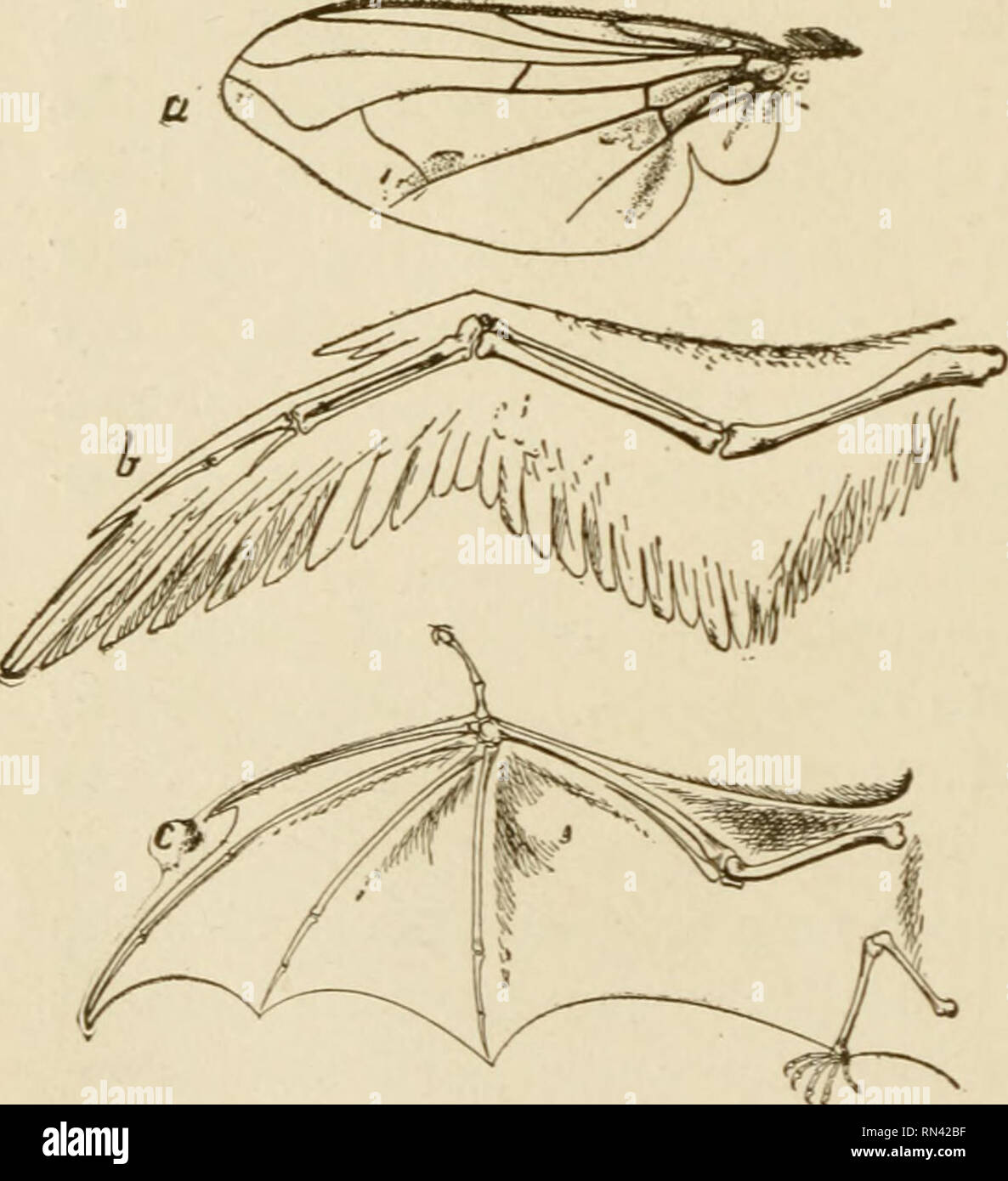 Diagram Of Cricket Wings