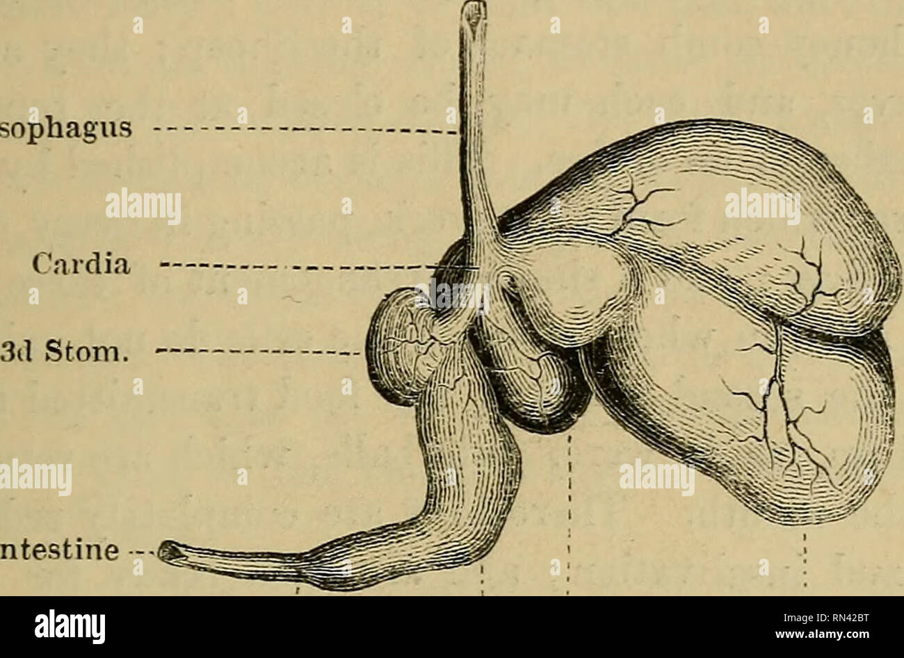 . Animal physiology. Physiology, Comparative; Physiology, Comparative ...