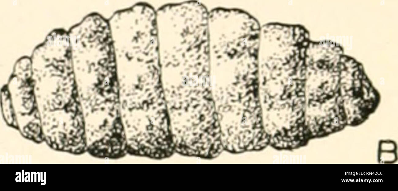 Human botfly larva hi-res stock photography and images - Alamy