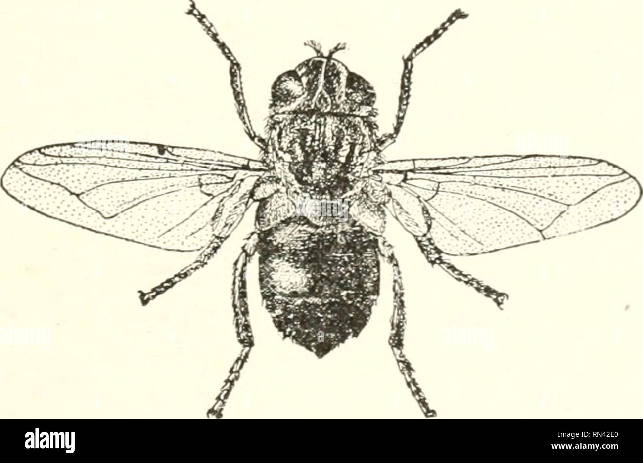 Cutaneous myiasis hi-res stock photography and images - Alamy