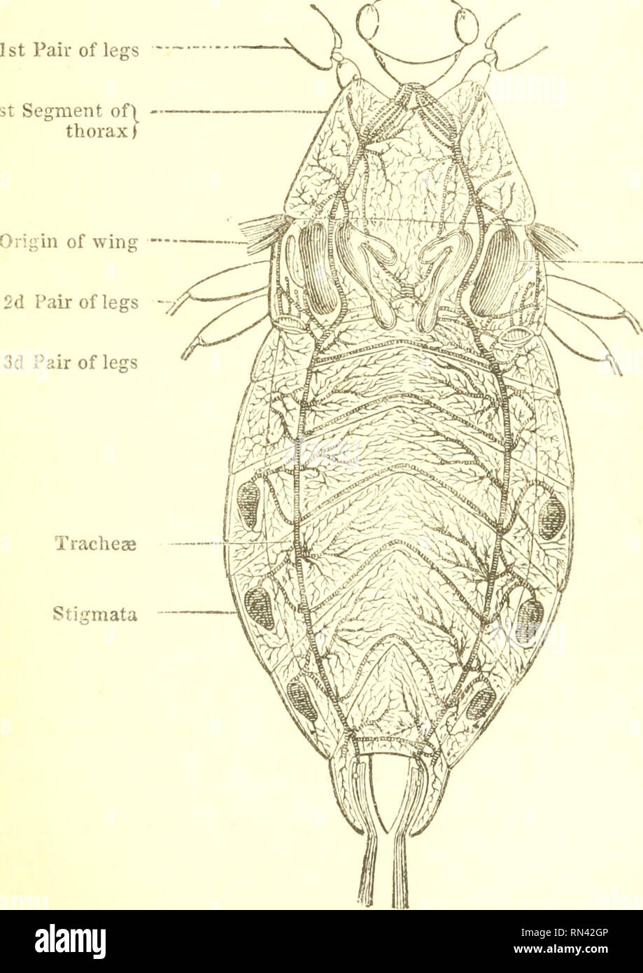 . Animal physiology. Physiology, Comparative. RESPIRATION OP INSECTS ...