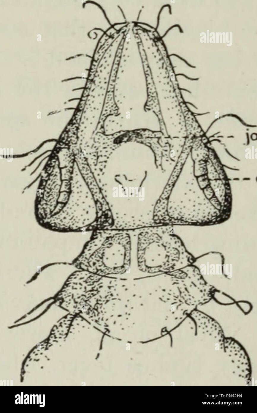 Siphunculata hi-res stock photography and images - Alamy