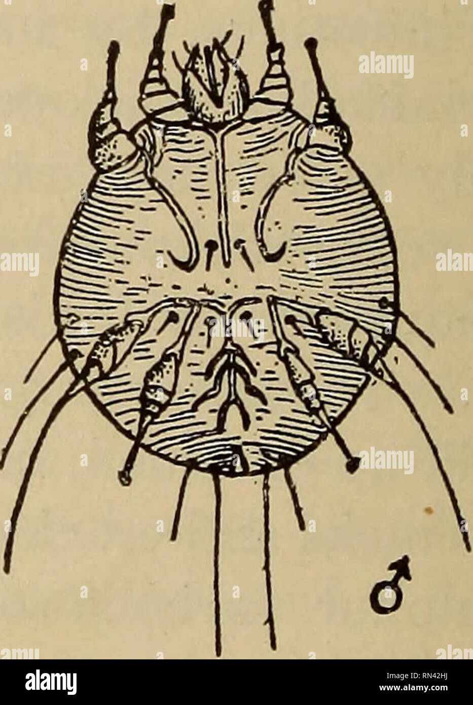 . Animal parasites and human disease. Medical parasitology; Insects as ...