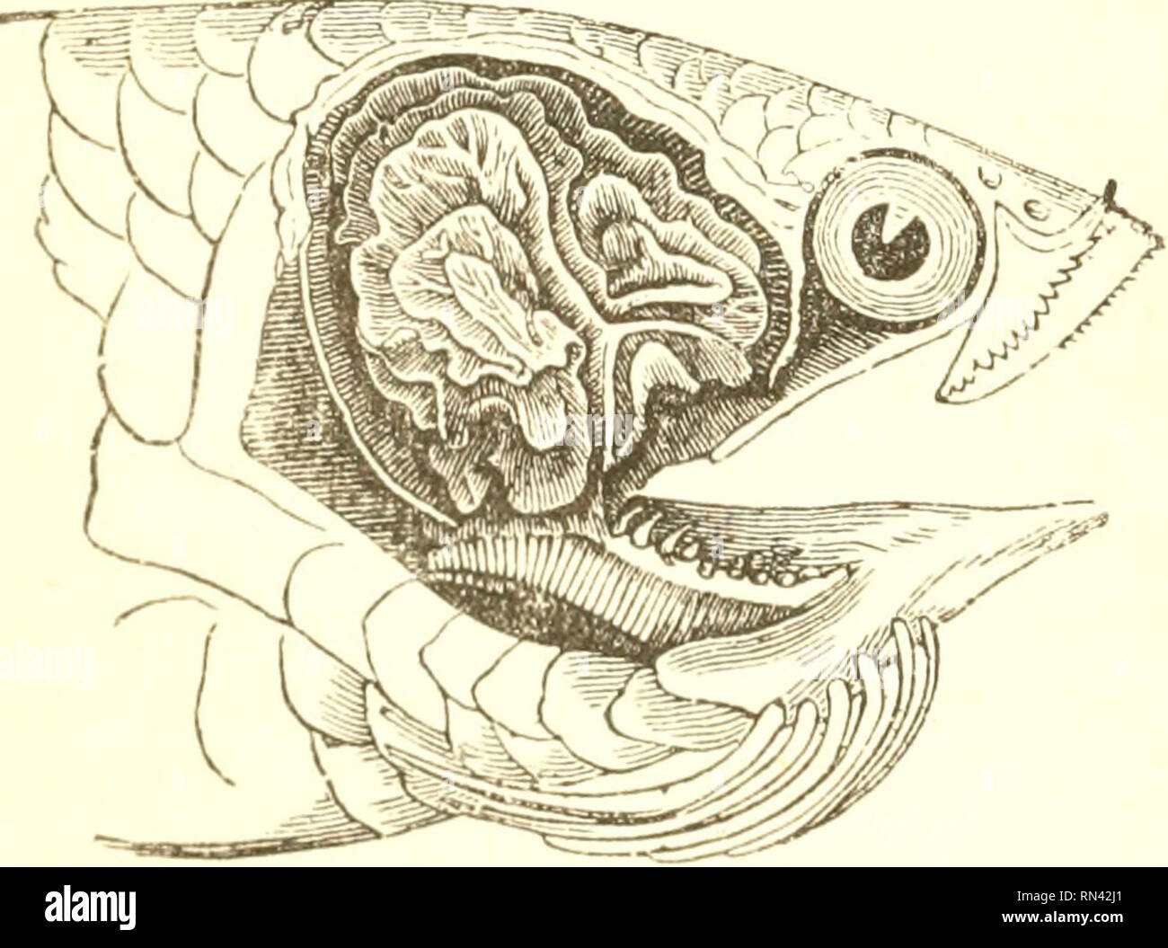 . Animal physiology. Physiology, Comparative. 272 RESPIRATORY ORGANS OP ...