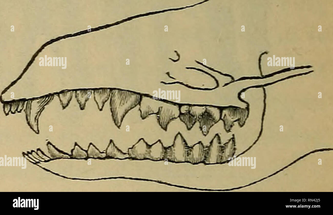 . Animal physiology. Physiology, Comparative; Physiology, Comparative ...