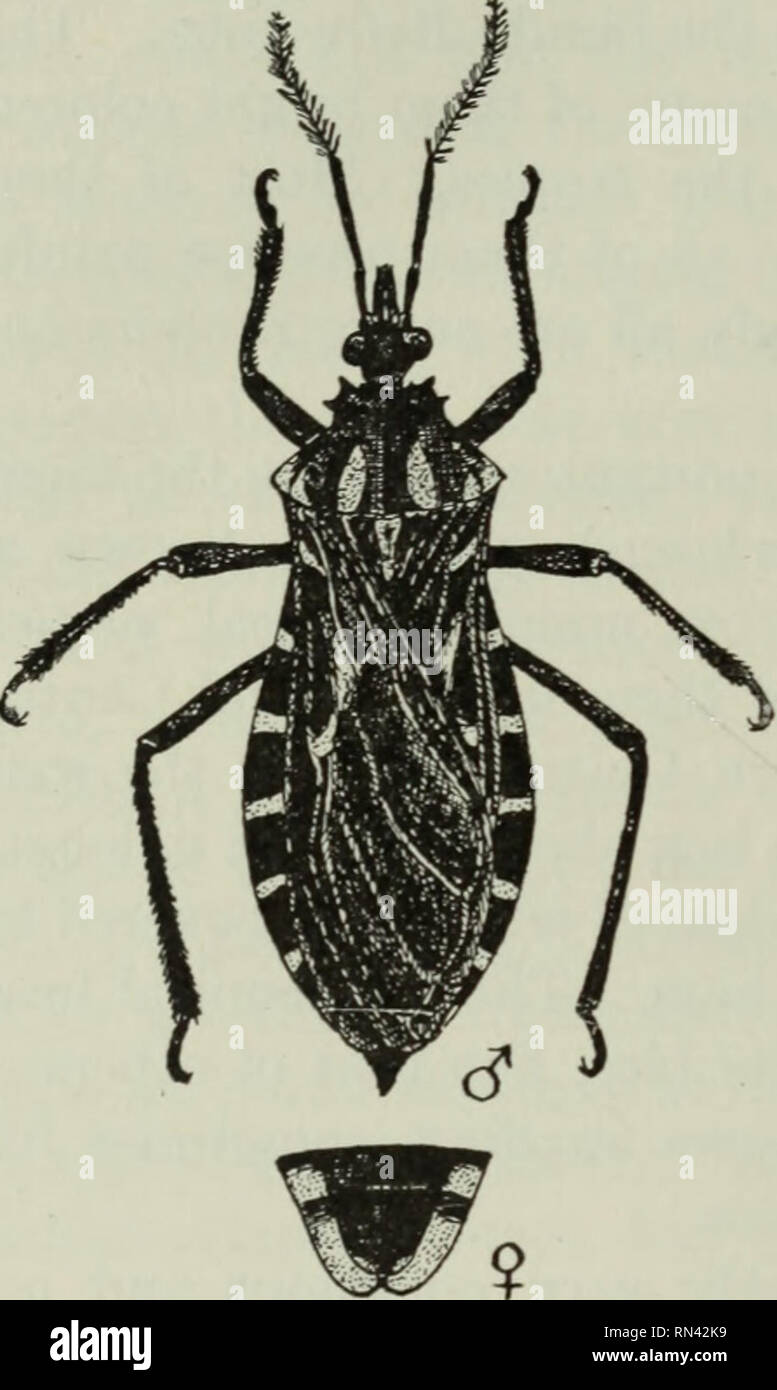 Trypanosoma cruzi hi-res stock photography and images - Alamy