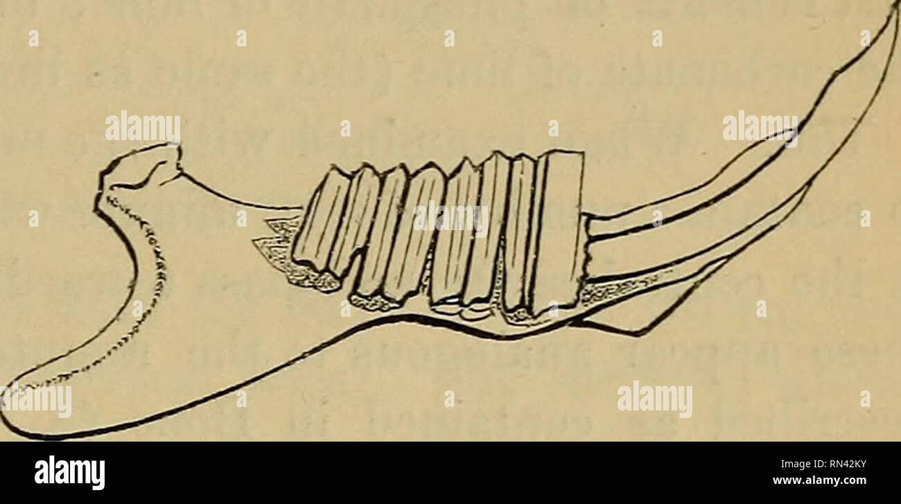 Kreosote hi-res stock photography and images - Alamy