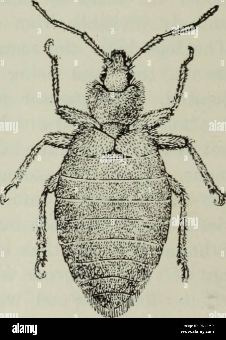 Insects As Carriers Of Disease Pictures
