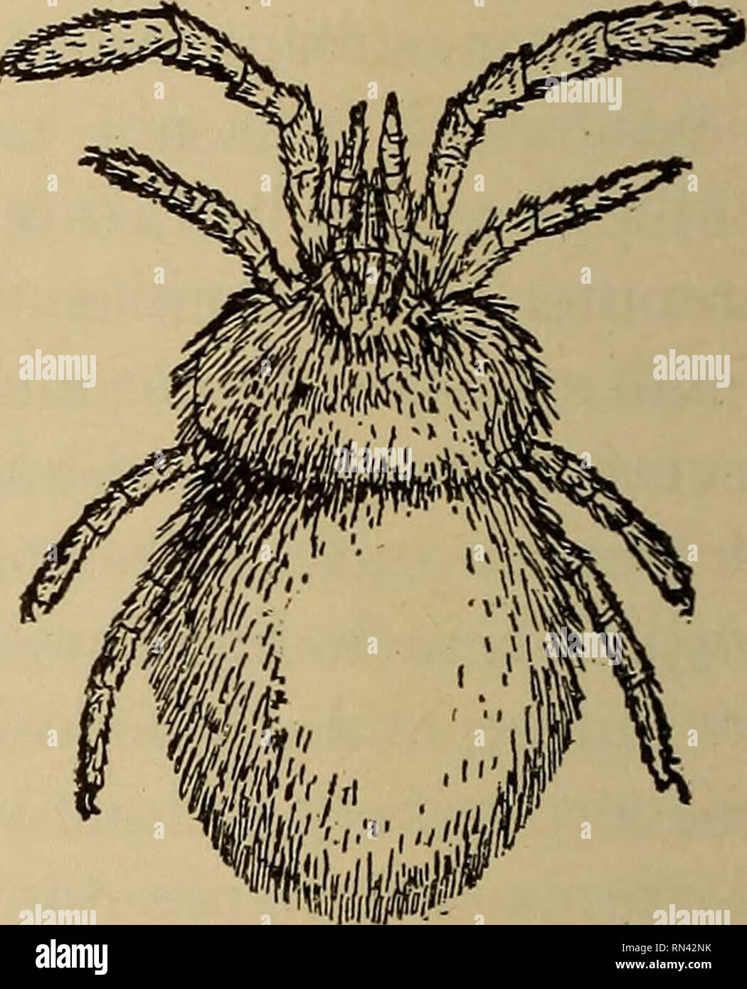 Red mite larvae hi-res stock photography and images - Alamy