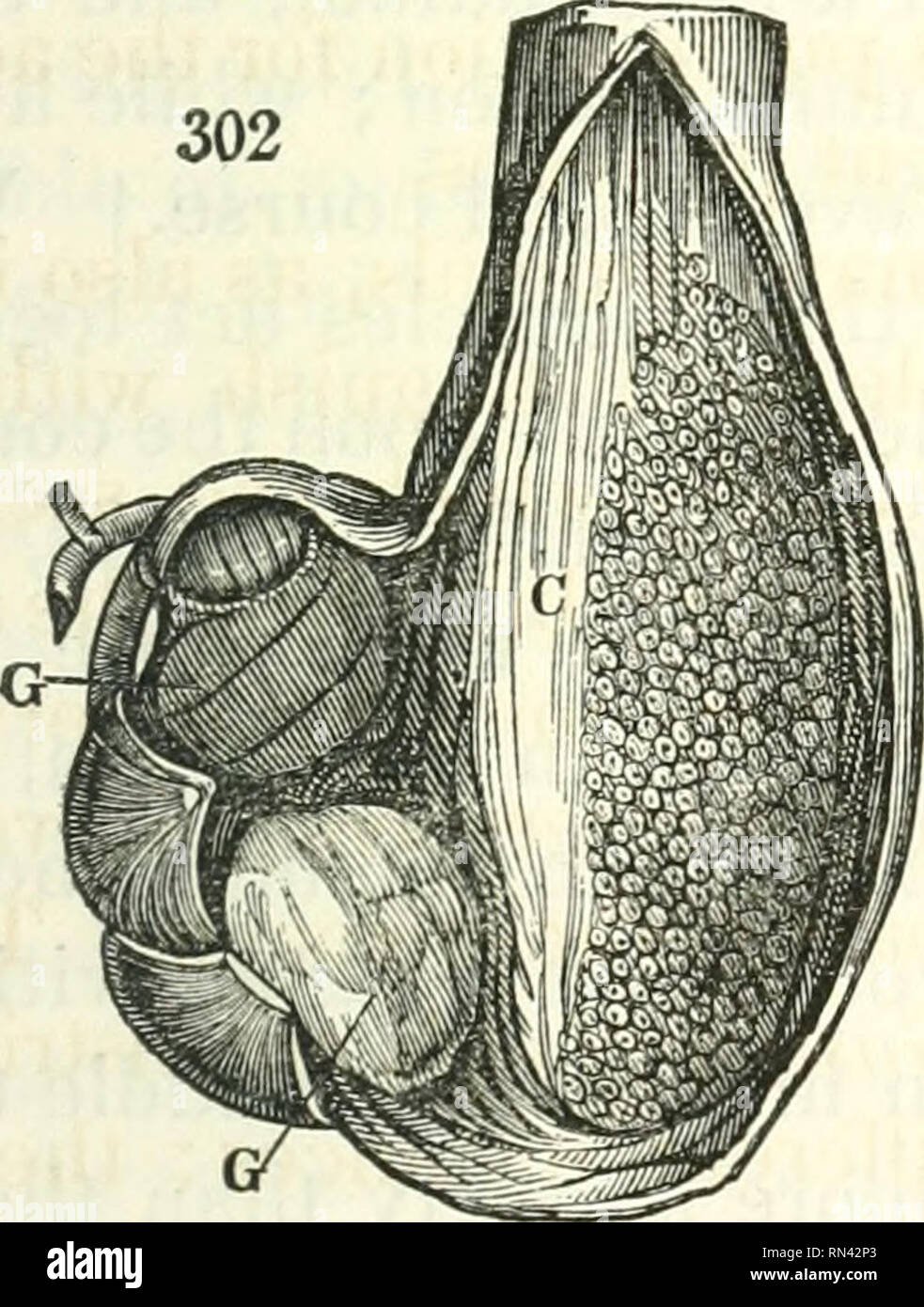 Ostrich digestion hi-res stock photography and images - Alamy