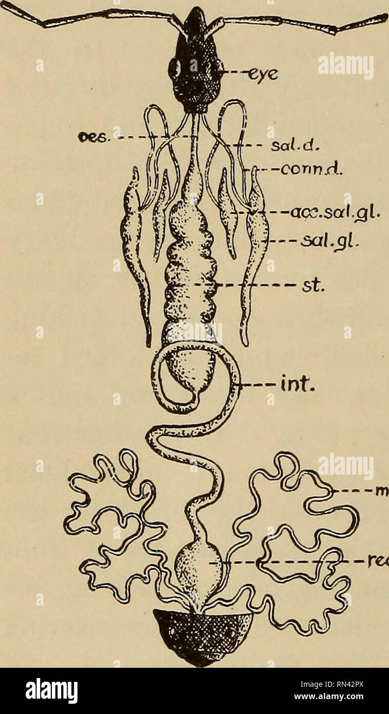 . Animal parasites and human disease. Medical parasitology; Insects as ...