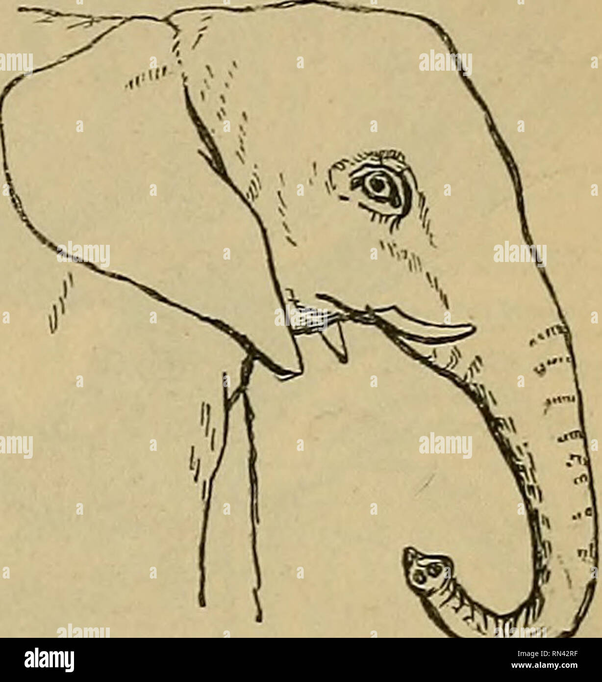 . Animal physiology. Physiology, Comparative; Physiology, Comparative ...