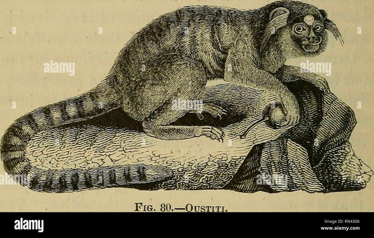 Prehension High Resolution Stock Photography and Images - Alamy