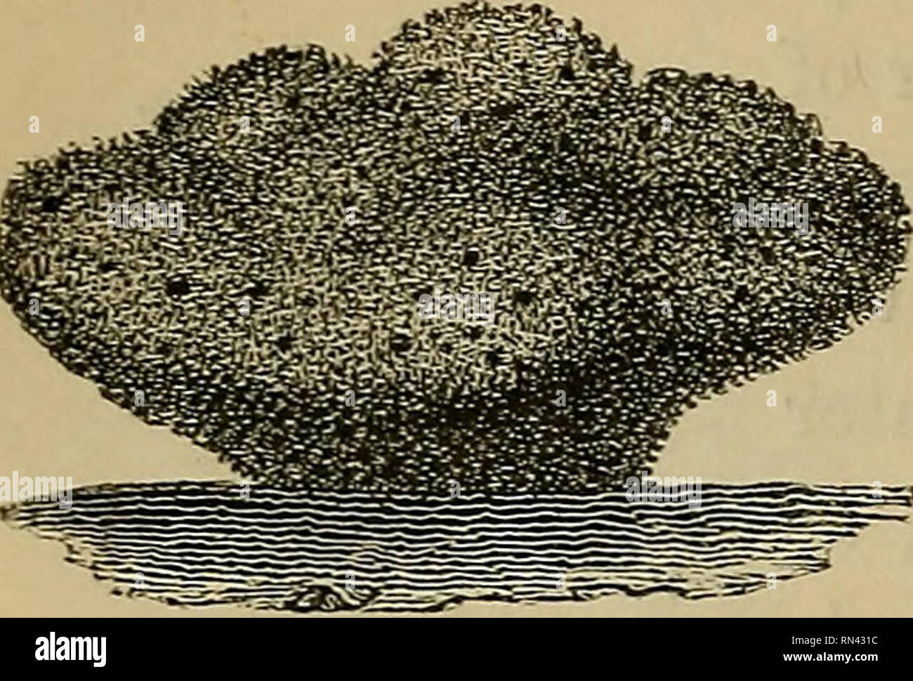 . Animal physiology. Physiology, Comparative; Physiology, Comparative ...